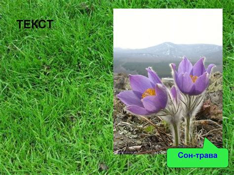 Растения занесённые в Красную Книгу презентация онлайн