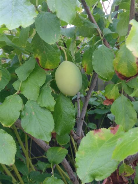Fruit Identification Rgardening
