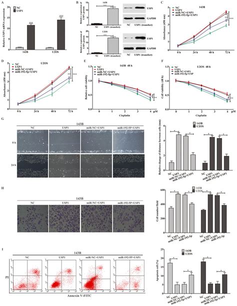Mir 192 5p Regulated Osteosarcoma Cell Proliferation Apoptosis