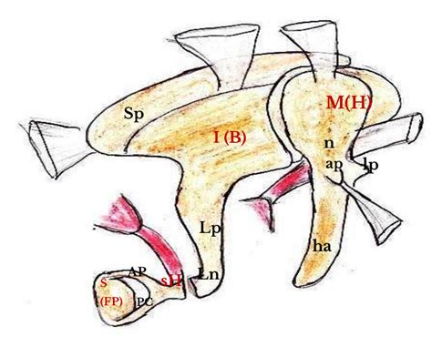 Right Ossicular Chain The Malleus M Anterior Processes Ap And Download Scientific Diagram
