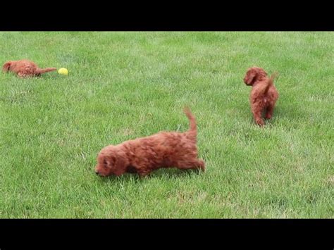 Jack Cockapoo Puppy For Sale Keystone Puppies