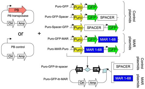 The Piggybac Inverted Terminal Repeats Itr The Transposase Coding