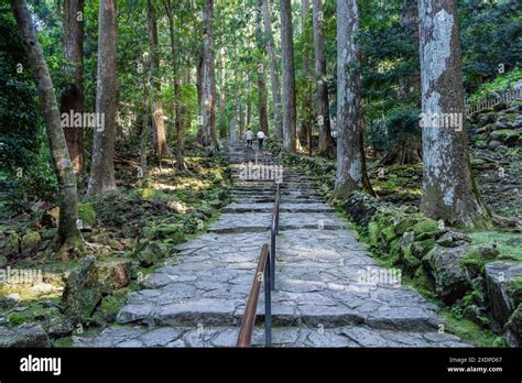 Cobblestone Path Through The Forest Of Ancient Cedars Part Of The
