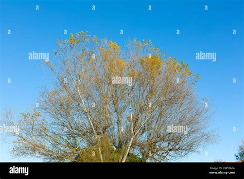 Tree With Reddish Leaves At The End Of Autumn Stock Photo Alamy