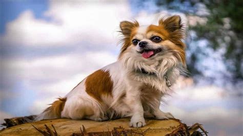 Long Haired Chihuahua A Guide To Training And Care