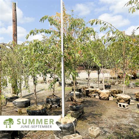 Double Weeping Cherry Prunus Pendula Plena Rosea Shepherdssupply