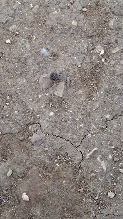 Ядовитый паук Youtube