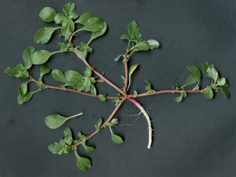 Weed ID For CPSC 212 UIUC Flashcards Quizlet