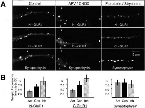 Excitatory Synaptic Activity Modulates The Accumulation Of Synaptic