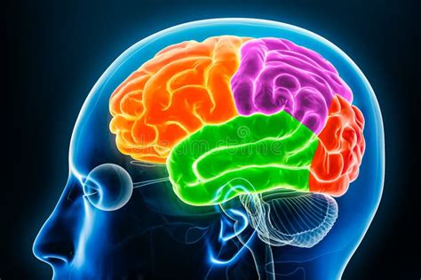 Parietal Lobe Of The Cerebral Cortex Profile View Close Up 3d Rendering Illustration Human