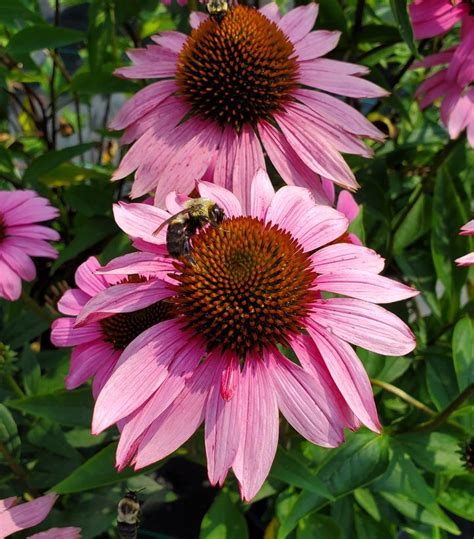 Echinacea Purpurea Ruby Star Ruby Star Coneflower From Prides Corner Farms