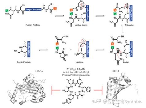 环肽药物的筛选策略 知乎