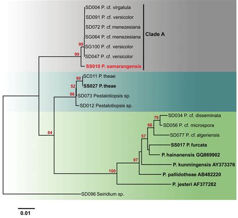 Neighbor Joining Phylogram Generated From Its Gene Sequence Analysis Of Download Scientific