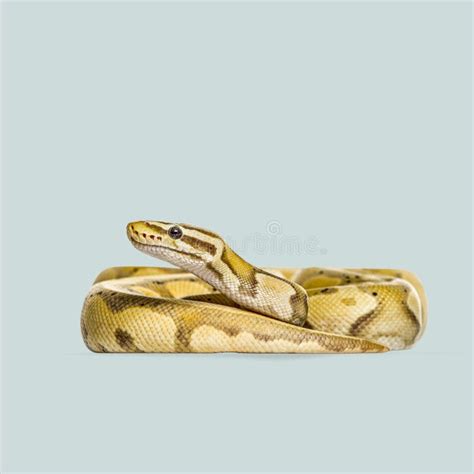 Python Regius Also Known As Royal Python Or Ball Python Resting On Light Blue Background Stock