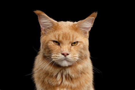 10 Cat Lover Opinions Is The Stereotype About Orange Cats Real
