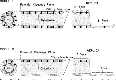 figure 23 from ciliary membrane differentiations in tetrahymena