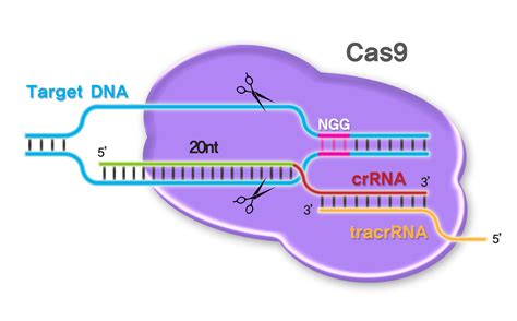 CRISPR Cas9 SgRNA GRNA Synthesis And Validation