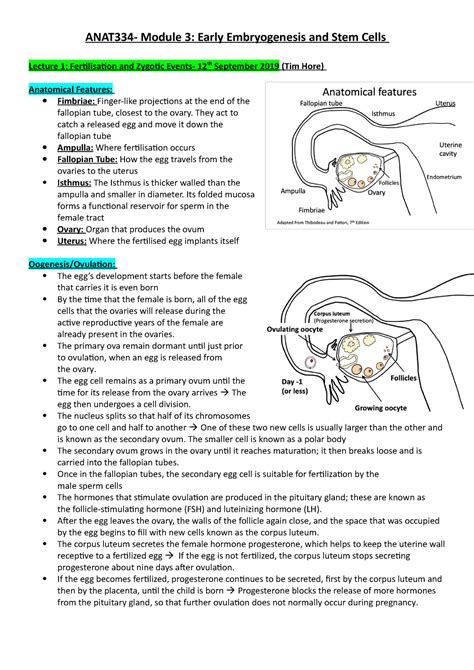 Anat334 Module 3 Lecture Notes 15 Anat334 Module 3 Early Embryogenesis And Stem Cells
