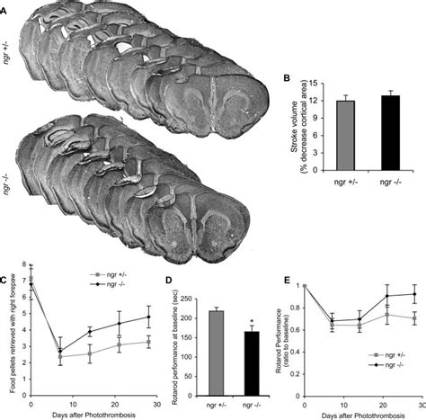Behavioral Recovery After Stroke In Ngr Mice A B Cresyl Download Scientific Diagram