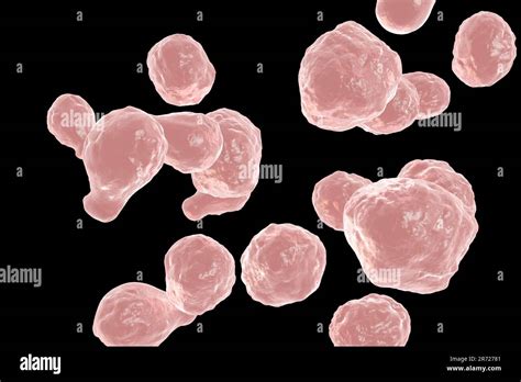 Cryptococcus Neoformans Fungus Computer Illustration C Neoformans Is