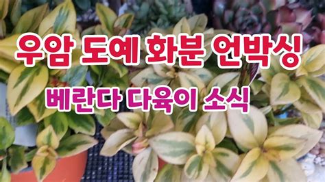 우암 도예 화분 화분 언박싱 베란다 다육이 Korean Succulents 多肉植物 Youtube