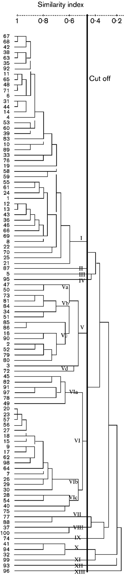 rapd based dendrogram showing genetic relatedness among jordanian s