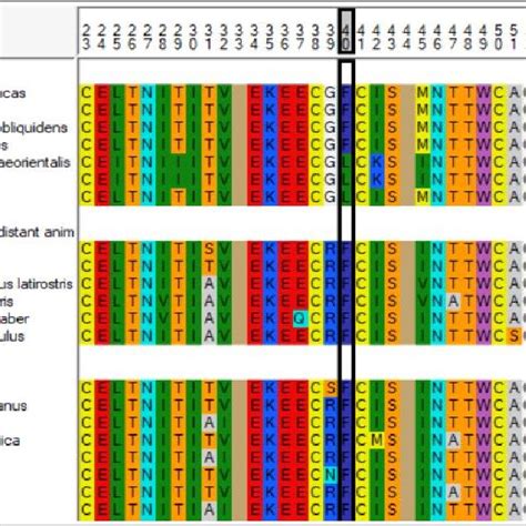 Functional Divergence Estimated In Fshβ Gene In Cetaceaprimates Download Scientific Diagram