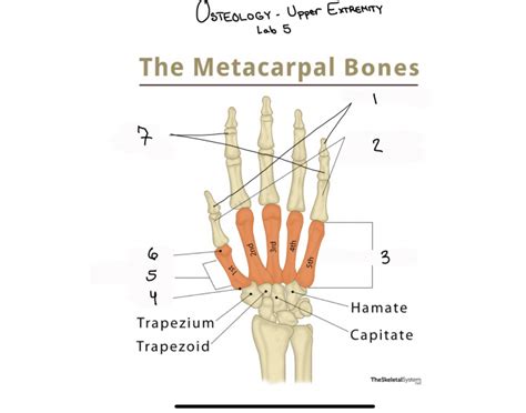 1 2 Lab Practical Metacarpal Bones Quiz