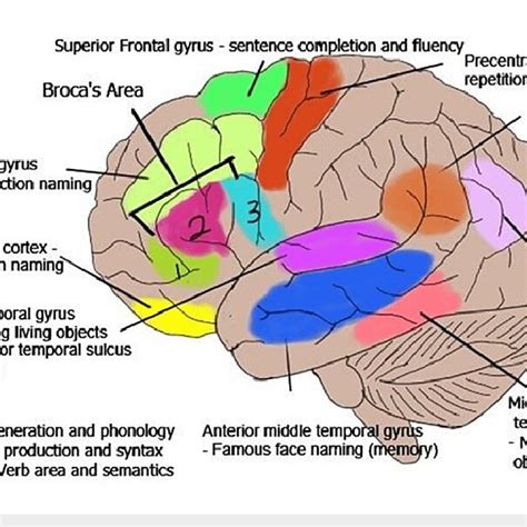 Language Areas Of The Brain Brain Image With The Consolidation Of The