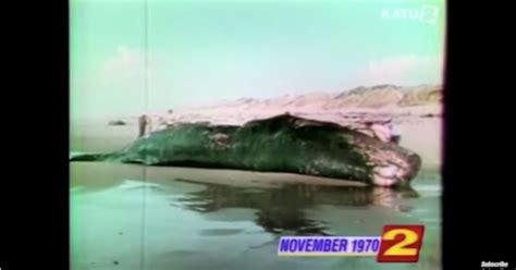 The Infamous Exploding Whale Incident Of 1970