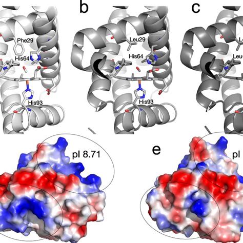 Different Myoglobin Variants Examined In This Work A The Crystal Download Scientific Diagram