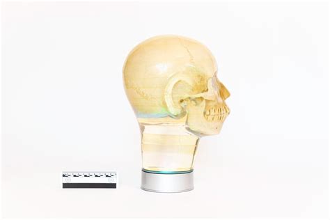 Phantom Skull Bone Museum