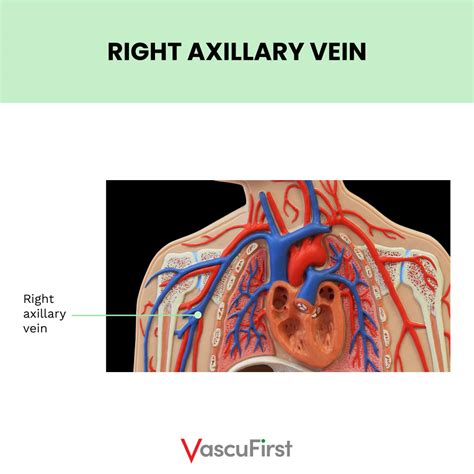 Left Subclavian Vein Anatomy