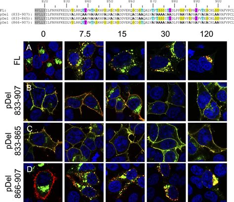 Mutating Putative Phosphorylation Sites Inhibits Internalization Shown Download Scientific