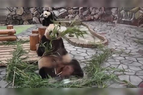 大熊猫母子的悠哉生活，除了吃就是到处溜达母子生活大熊猫