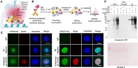 Figure 2 From Defining Proximity Proteome Of Histone Modifications By