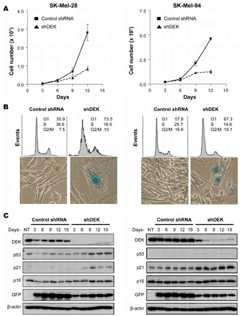Induction Of Senescence Like Cell Cycle Arrest By Long Term Download Scientific Diagram