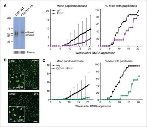 Carcinogen Induced Skin Tumor Development Requires Leukocytic Expression Of The Transcription
