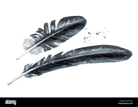 Raven Feather Drawing