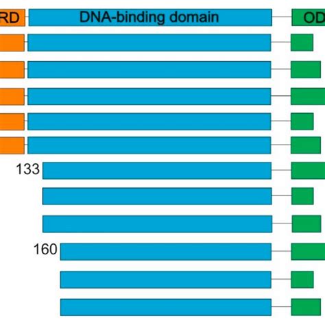Human P53 Isoforms Twelve P53 Isoforms Are Expressed From Tp53 Gene