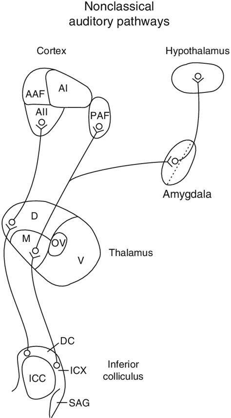 9 Schematic Drawing Of The Ascending Connections From The Icx And Dc To