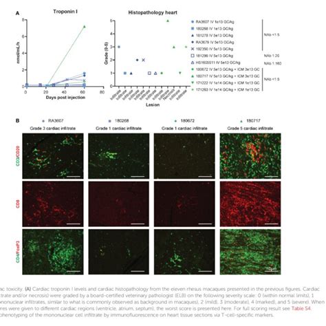 Elispot Response Epitope Mapping In Liver Lymphocytes Download