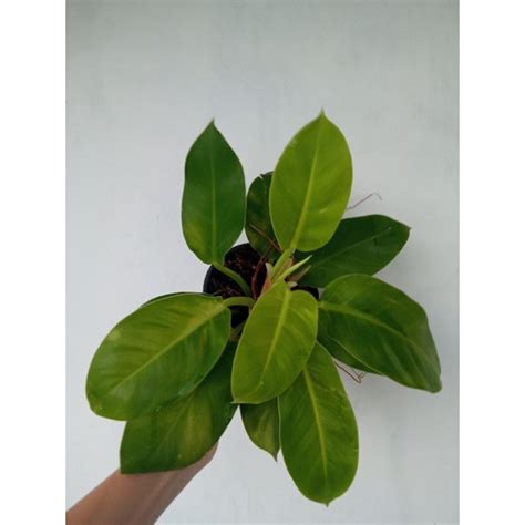 Jual Philodendron Lemon Philo Shopee Indonesia