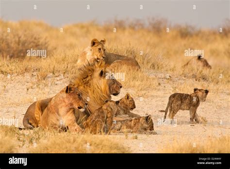 LION PRIDE Panthera Leo Family Pride Of Male And Female Lions With