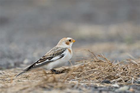 ユキホオジロ 鳥撮りトリミング