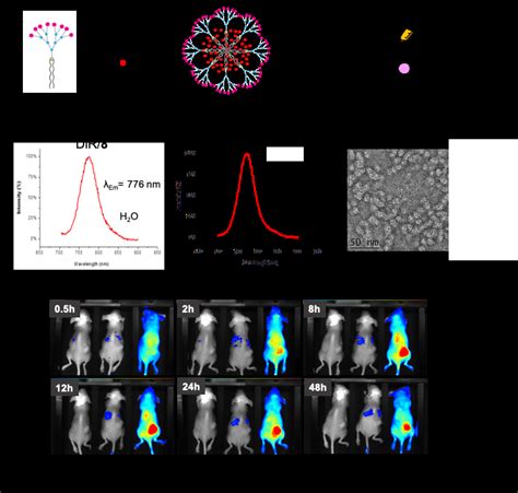 encapsulation of the imaging agent within the interior of the