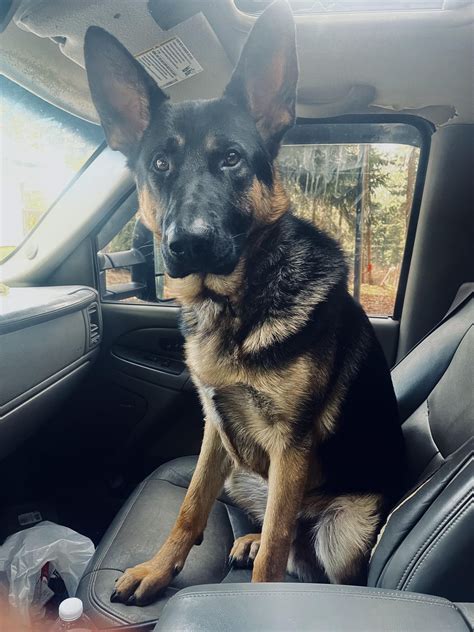 Lets Go Dad 💙 R Germanshepherds