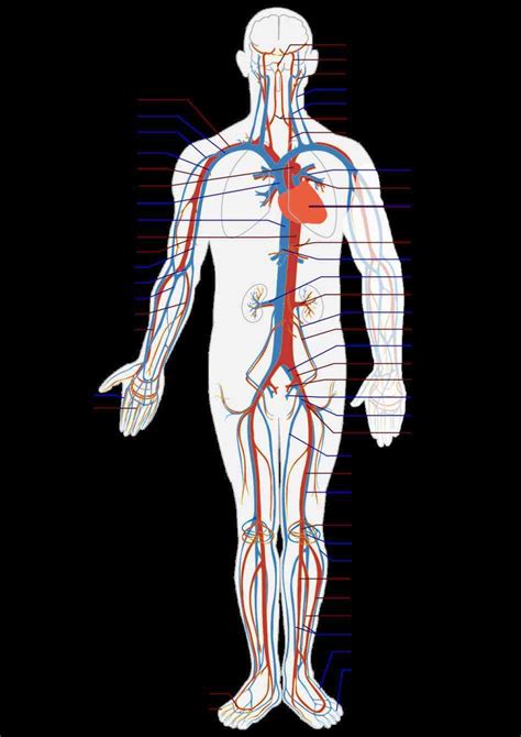 A Diagram Of Arteries And Veins