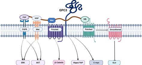 Frontiers Glypican 3 A Novel And Promising Target For The Treatment