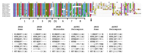 Emergence Of The Synucleins